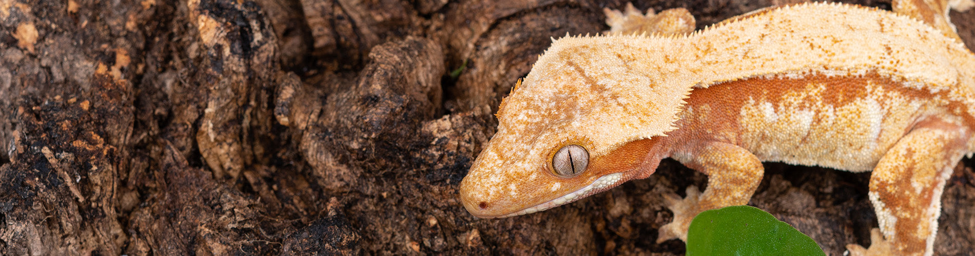 Female Crested Geckos – Northern Gecko Inc US