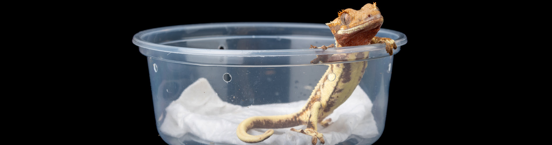 Containers – Northern Gecko Inc US