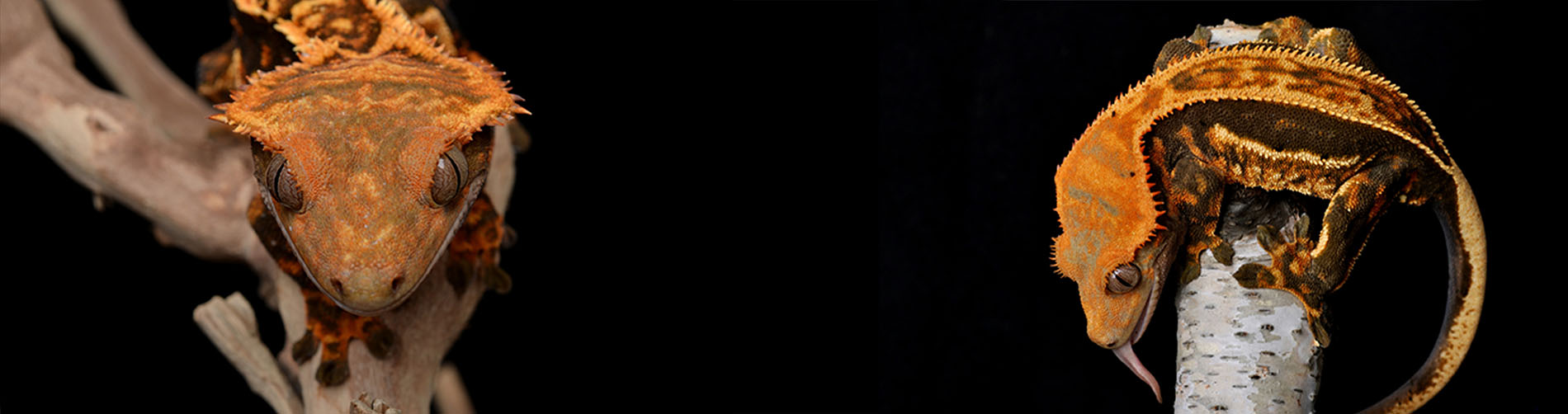 Crested Geckos – Northern Gecko Inc US