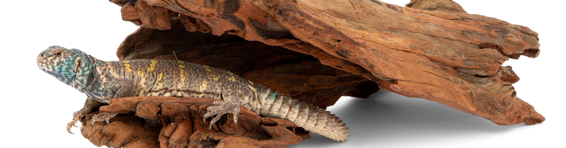 All Products – Northern Gecko Inc US