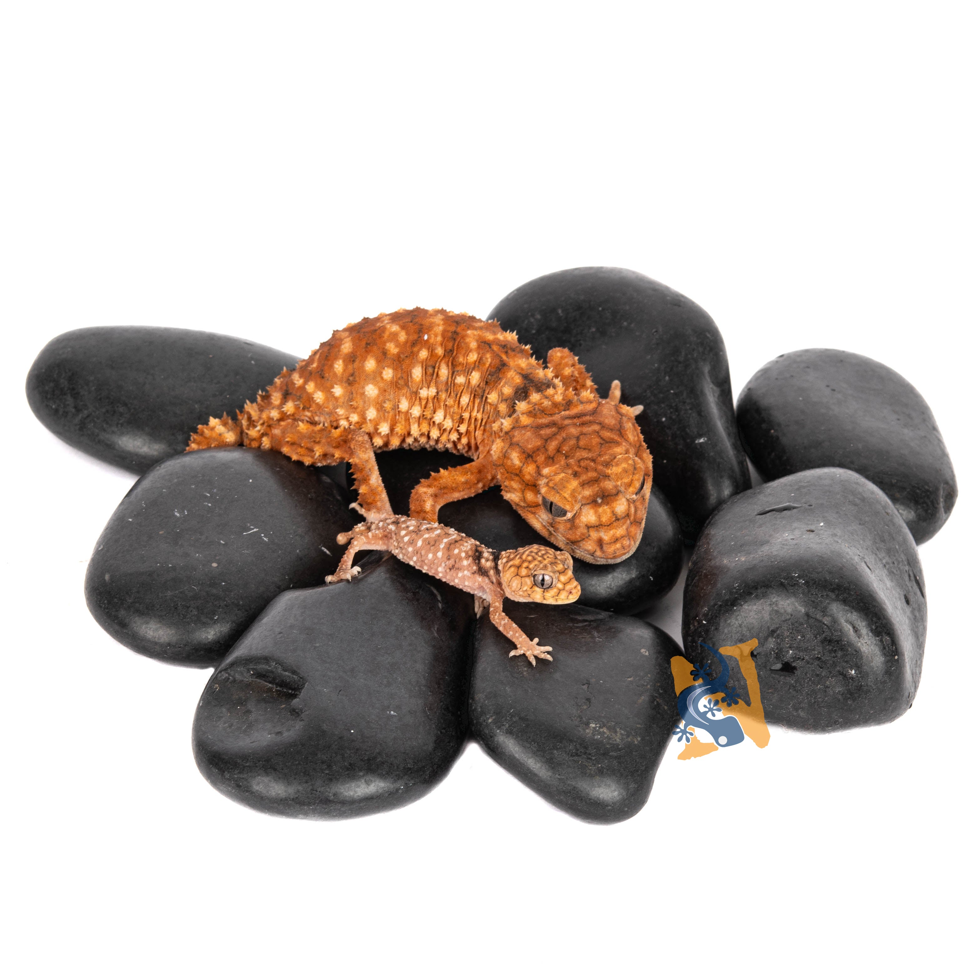 Aquaglobe Black Lava Rock – Northern Gecko Inc US