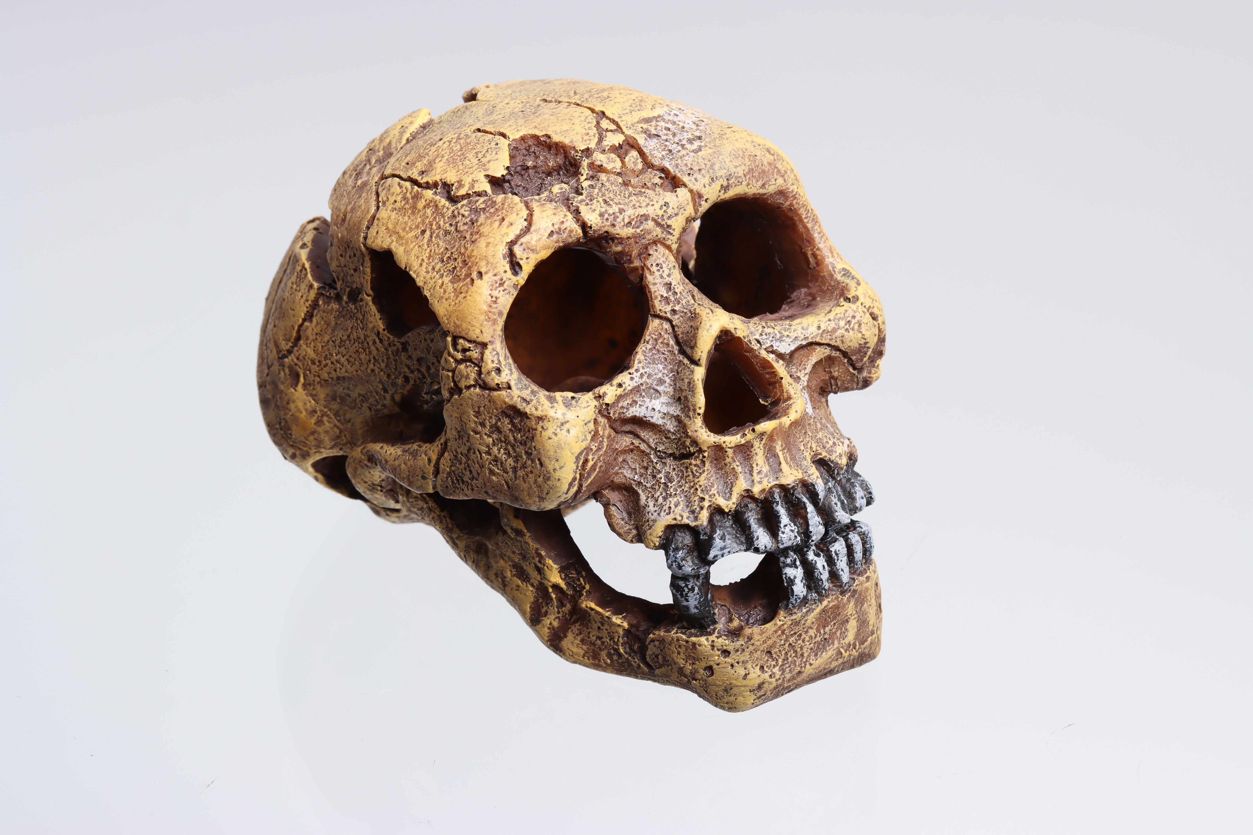 ReptiZoo Human Skull Hide Cave – Northern Gecko Inc US