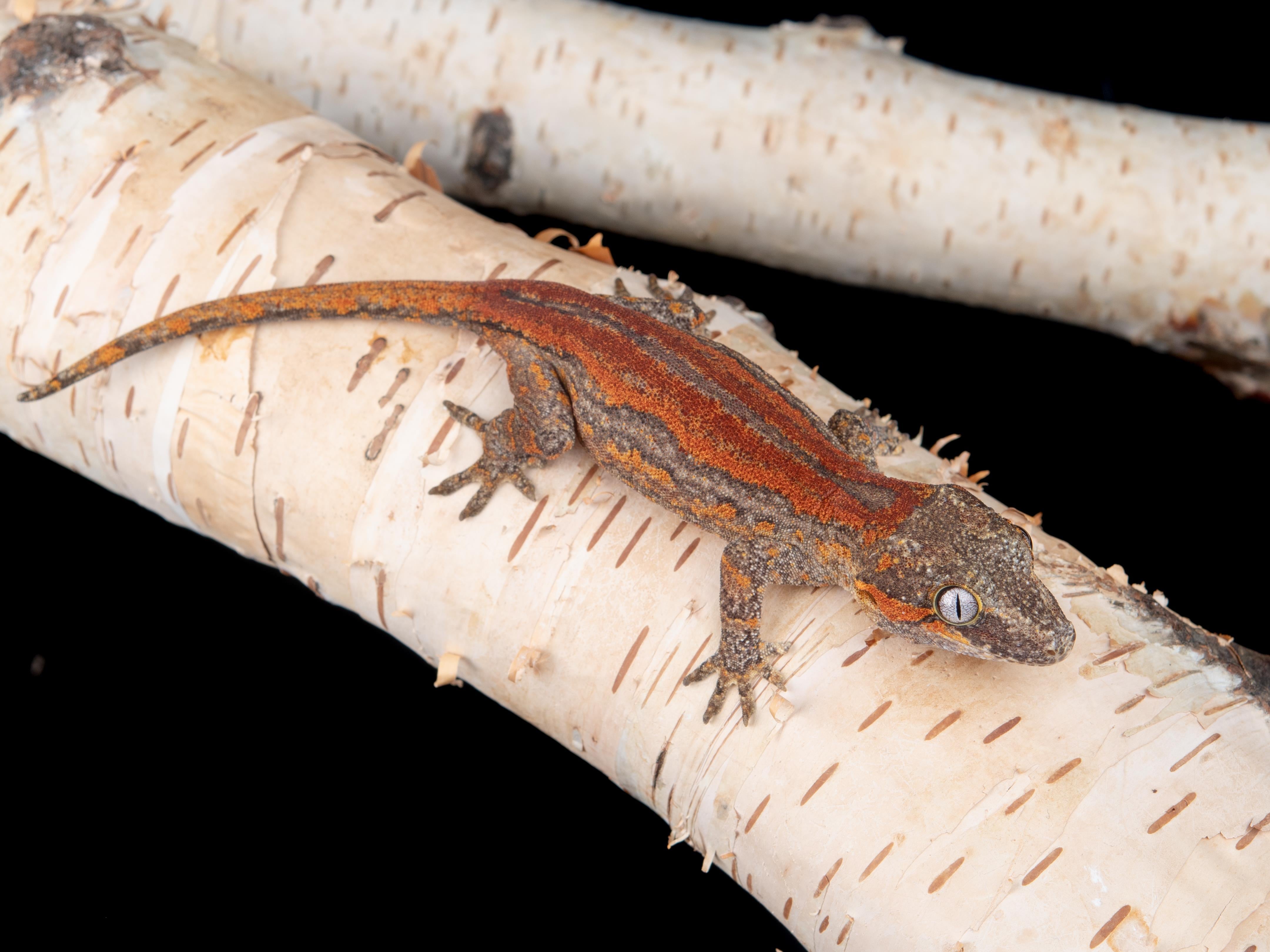 GB-0529-9 – Northern Gecko Inc US